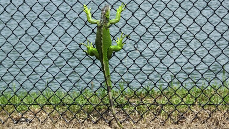 Mastering Iguana Traps: Tips for Successful Capture | Iguana Busters Mastering Iguana Traps: Tips for Successful Capture | Iguana Busters
