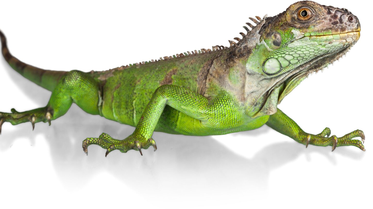 The Green Iguana: Understand Florida's Now Popular Reptile | Iguana Busters